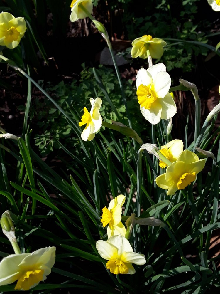 Daffodils of All Shapes and Sizes for Season-long Bloom - ajoann.com