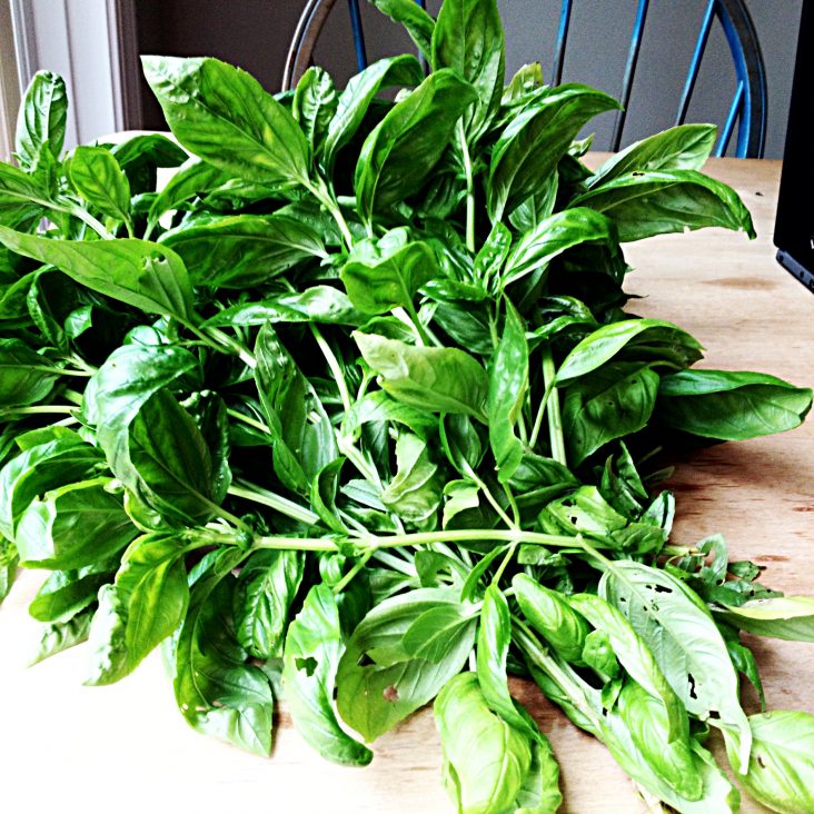 Easy Basil Pesto Recipe, Just In Time - ajoann.com