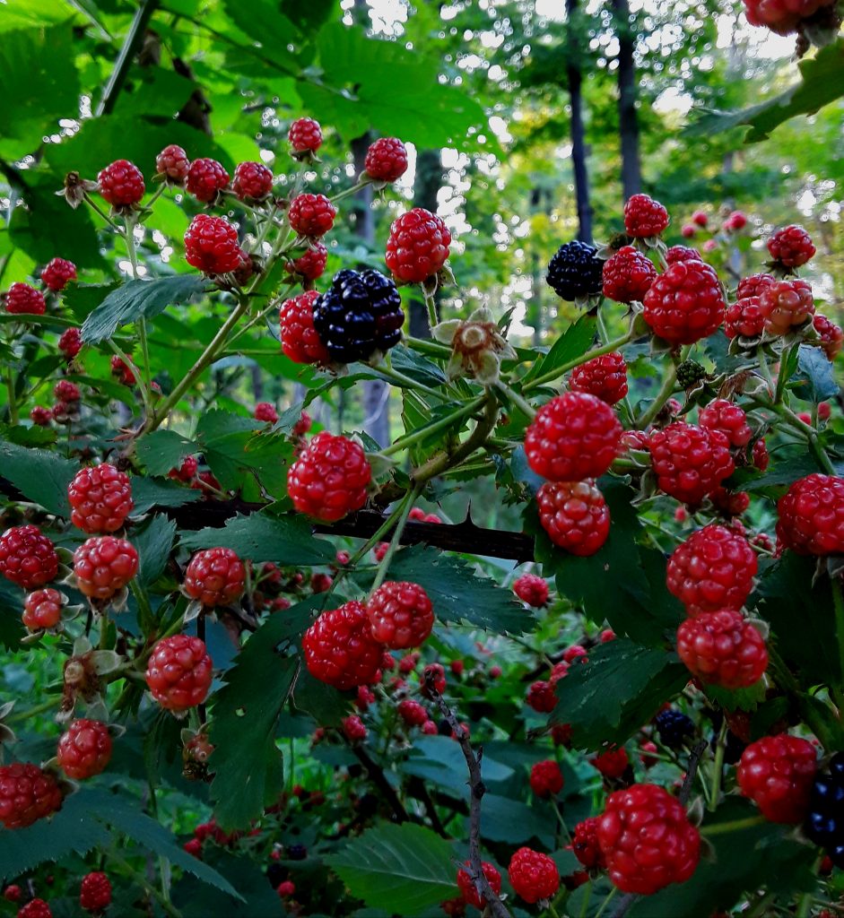 Berry, Berry Good, Six on Saturday 8-4-18 - ajoann.com