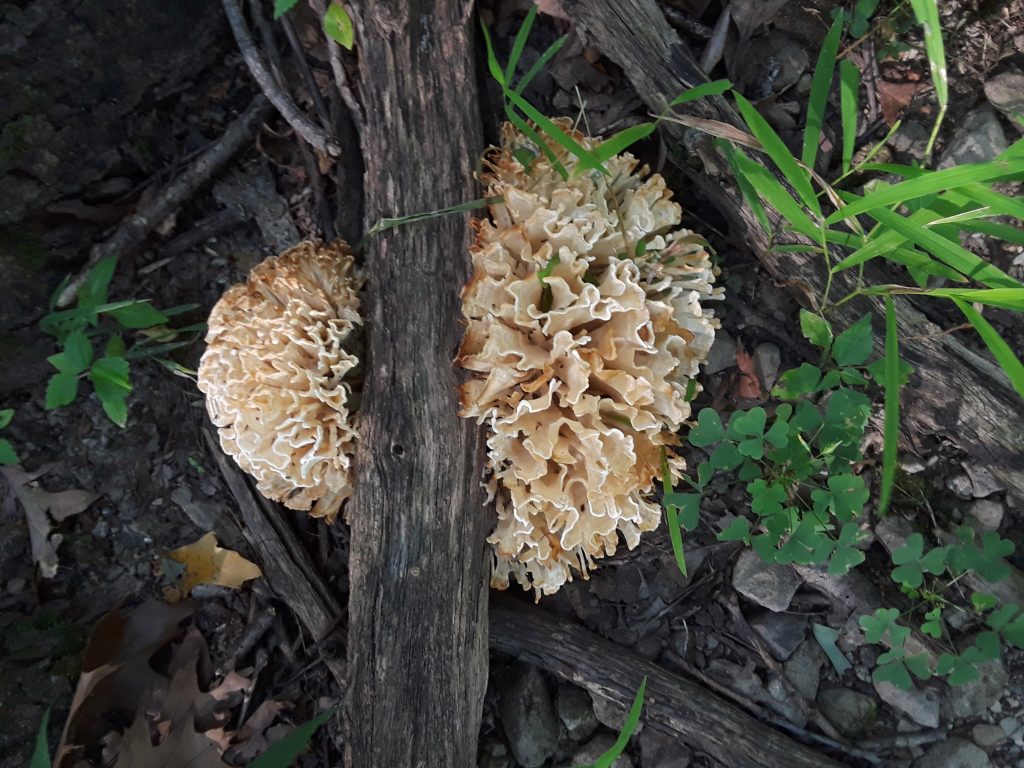Mushrooms Bloom, Six on Saturday, September 1, 2018 - ajoann.com