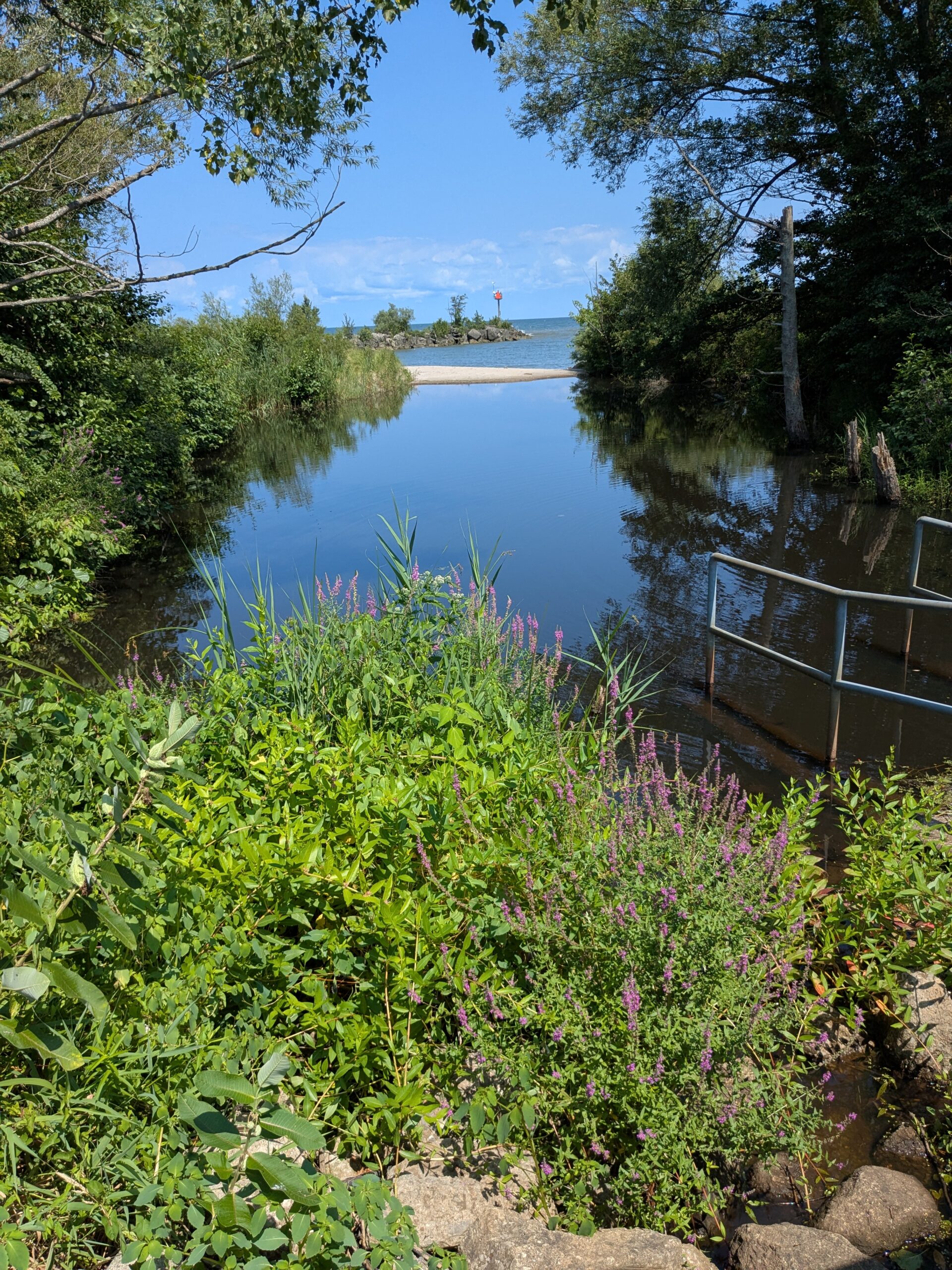 Geneva State Park: Late Summer Wildflowers Scene on the Trail - ajoann.com